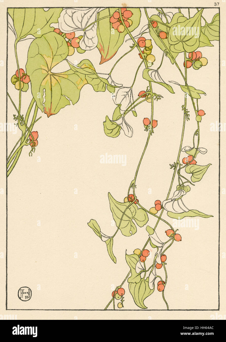 Black bryony flowers hi-res stock photography and images - Alamy