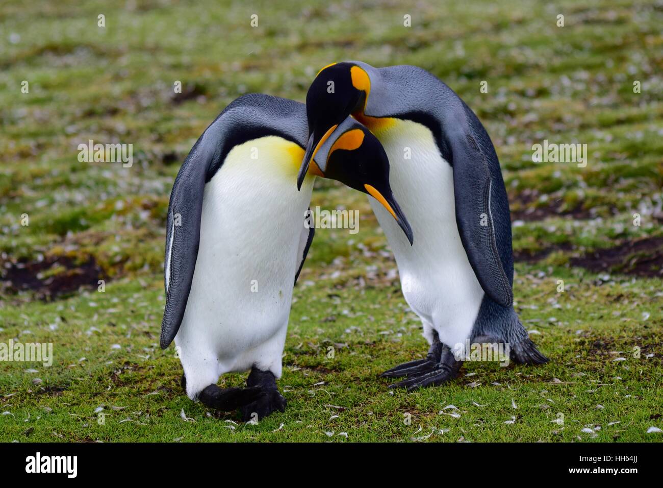 Two King Penguins embrace in apparent consolation in the Falkland ...