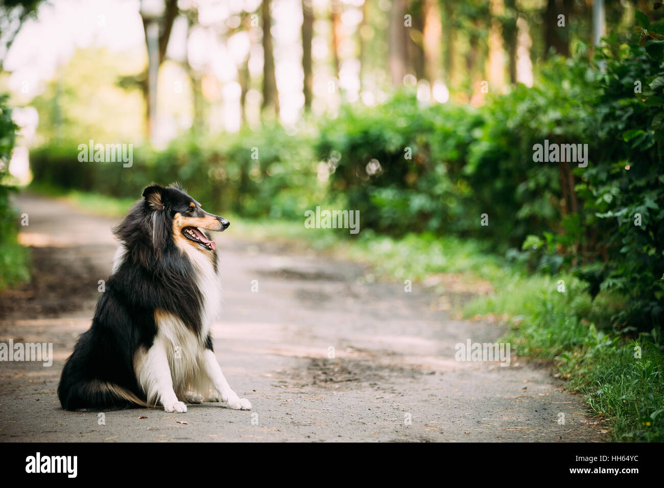 The Tricolor Rough Collie, Scottish Collie, Long-Haired Collie, English ...