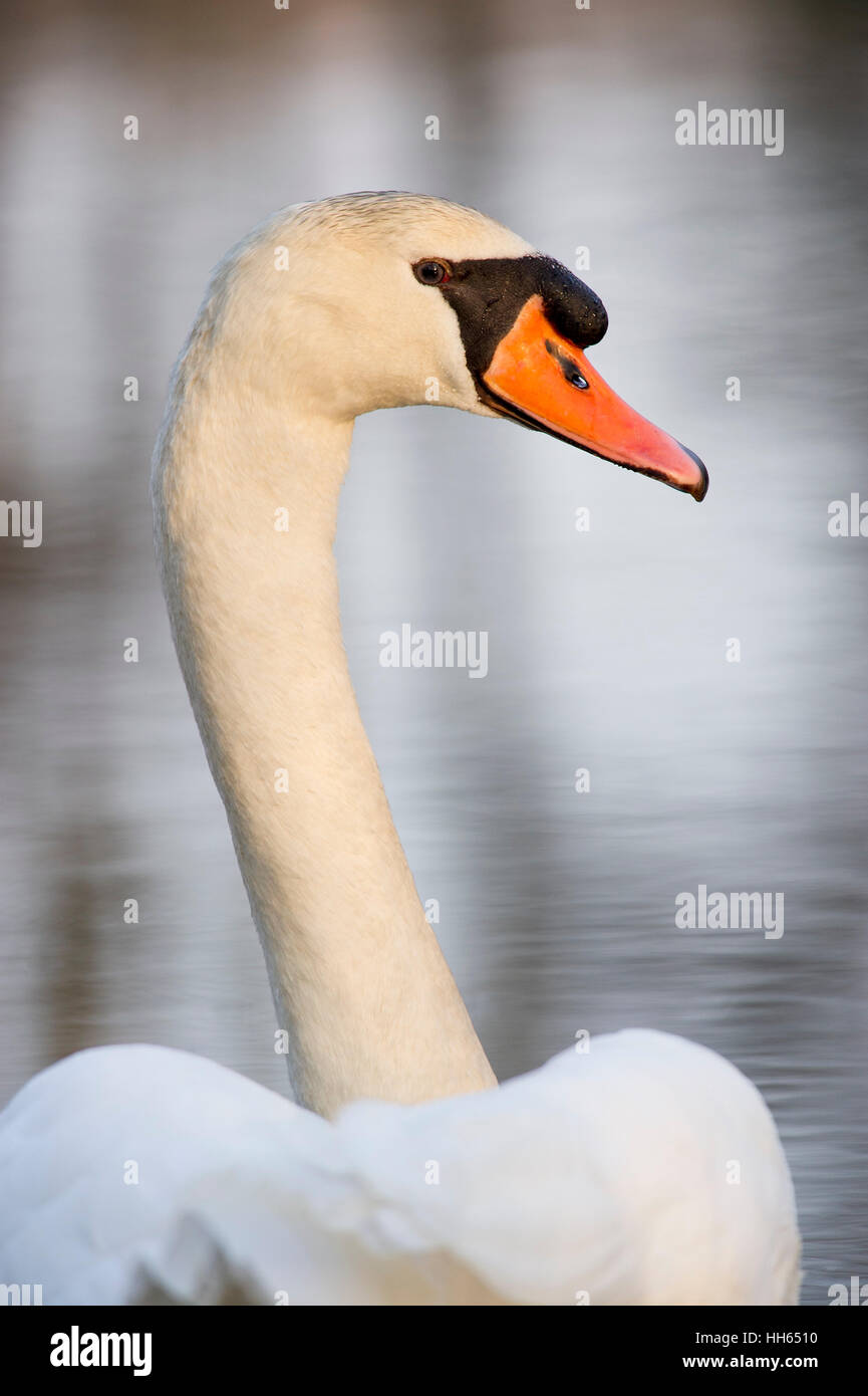 A handsome Mute Swan poses for a portrait in the late evening soft ...