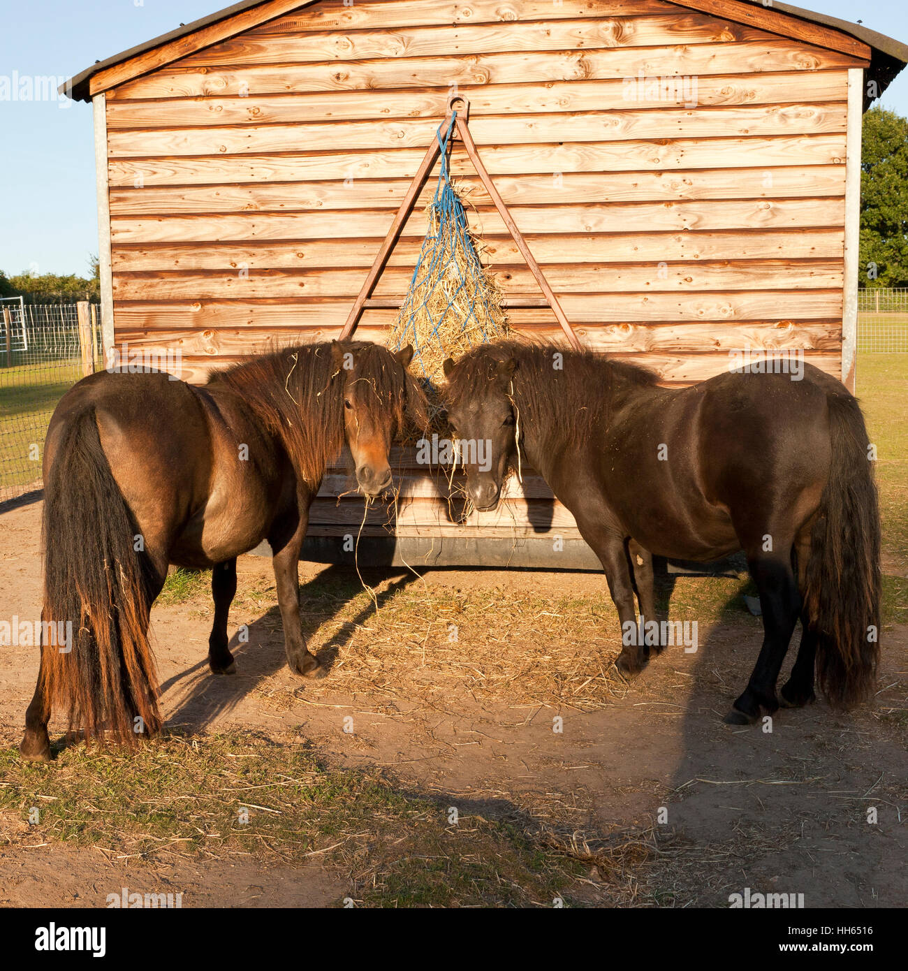Ponies living out hi-res stock photography and images - Alamy