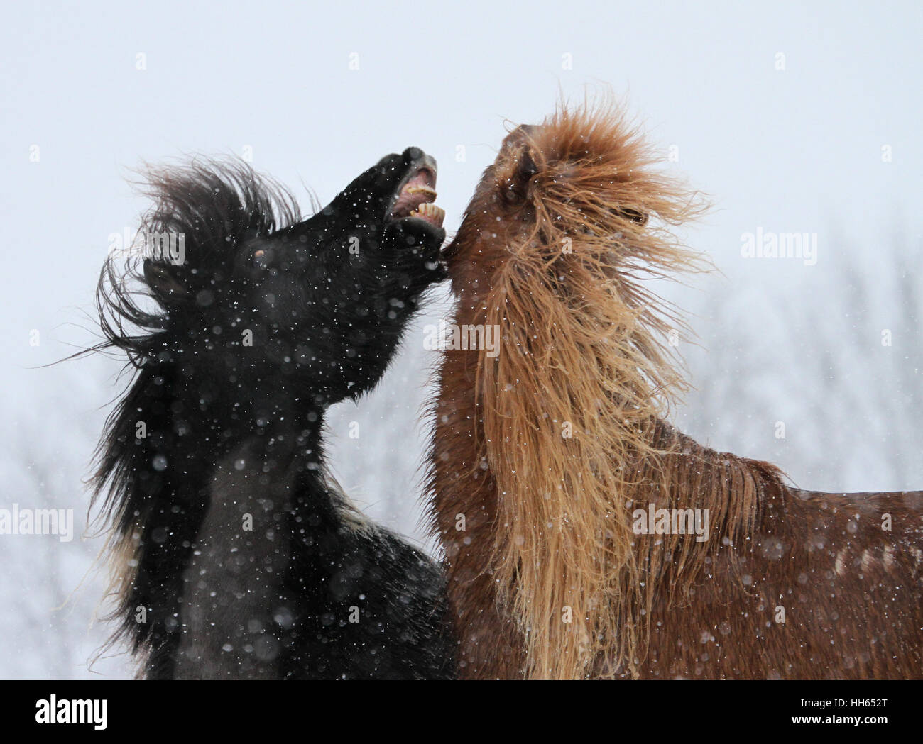 Two Icelandic horse geldings play fight Stock Photo - Alamy