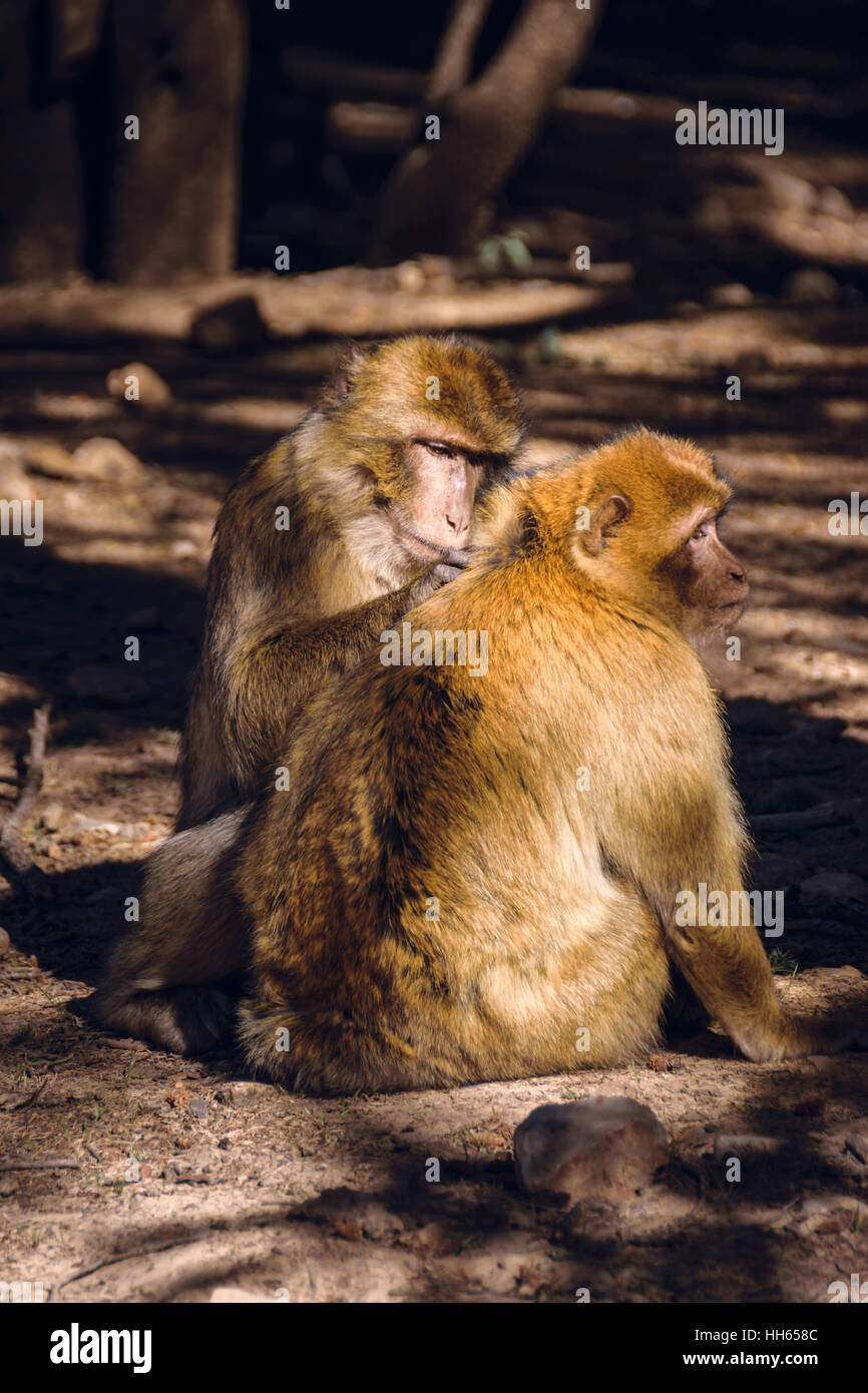Two brarbary macaque monkeys delousing, Ifrane, Morocco Stock Photo - Alamy