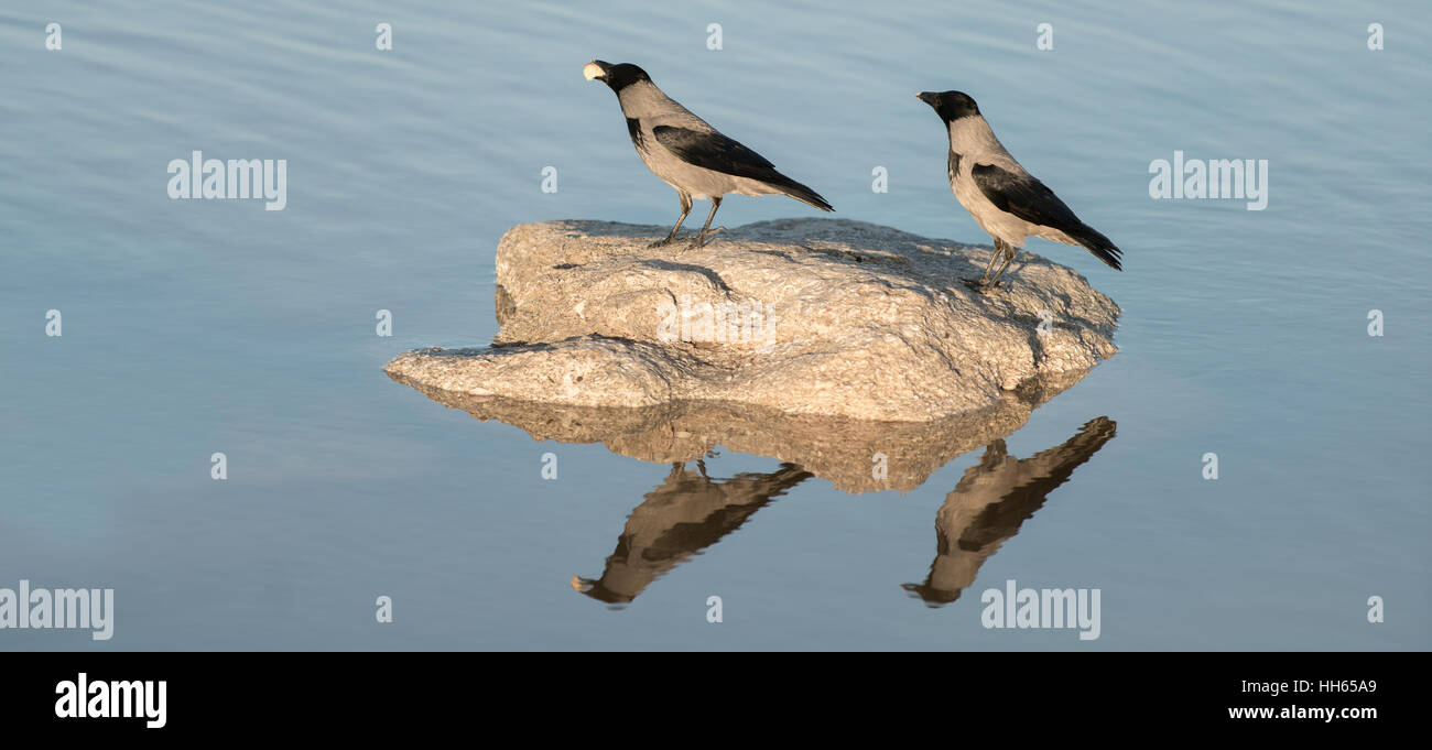 The crow stone hi-res stock photography and images - Alamy
