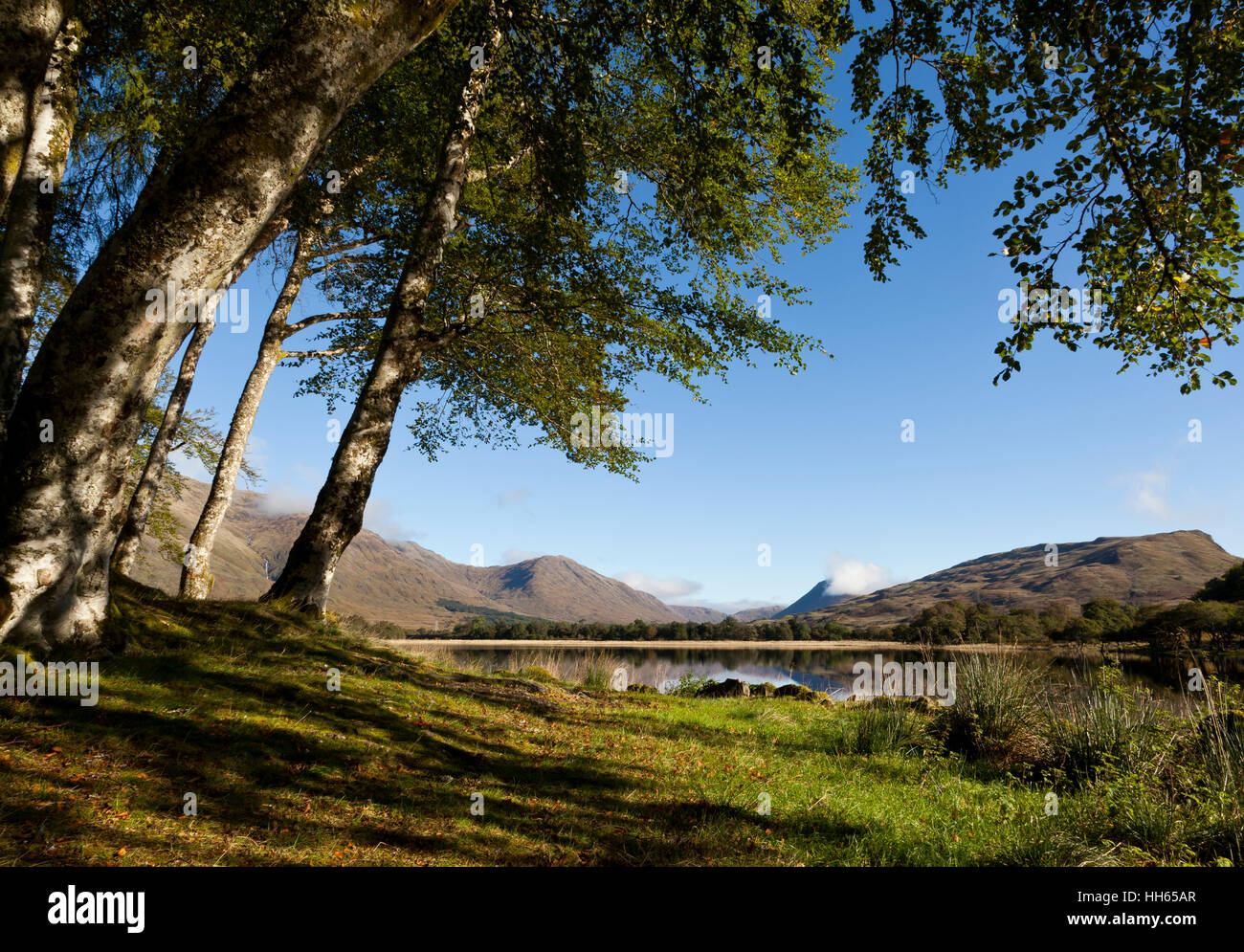 Trees overhanging the loch with mountains in the background. Loch Awe ...
