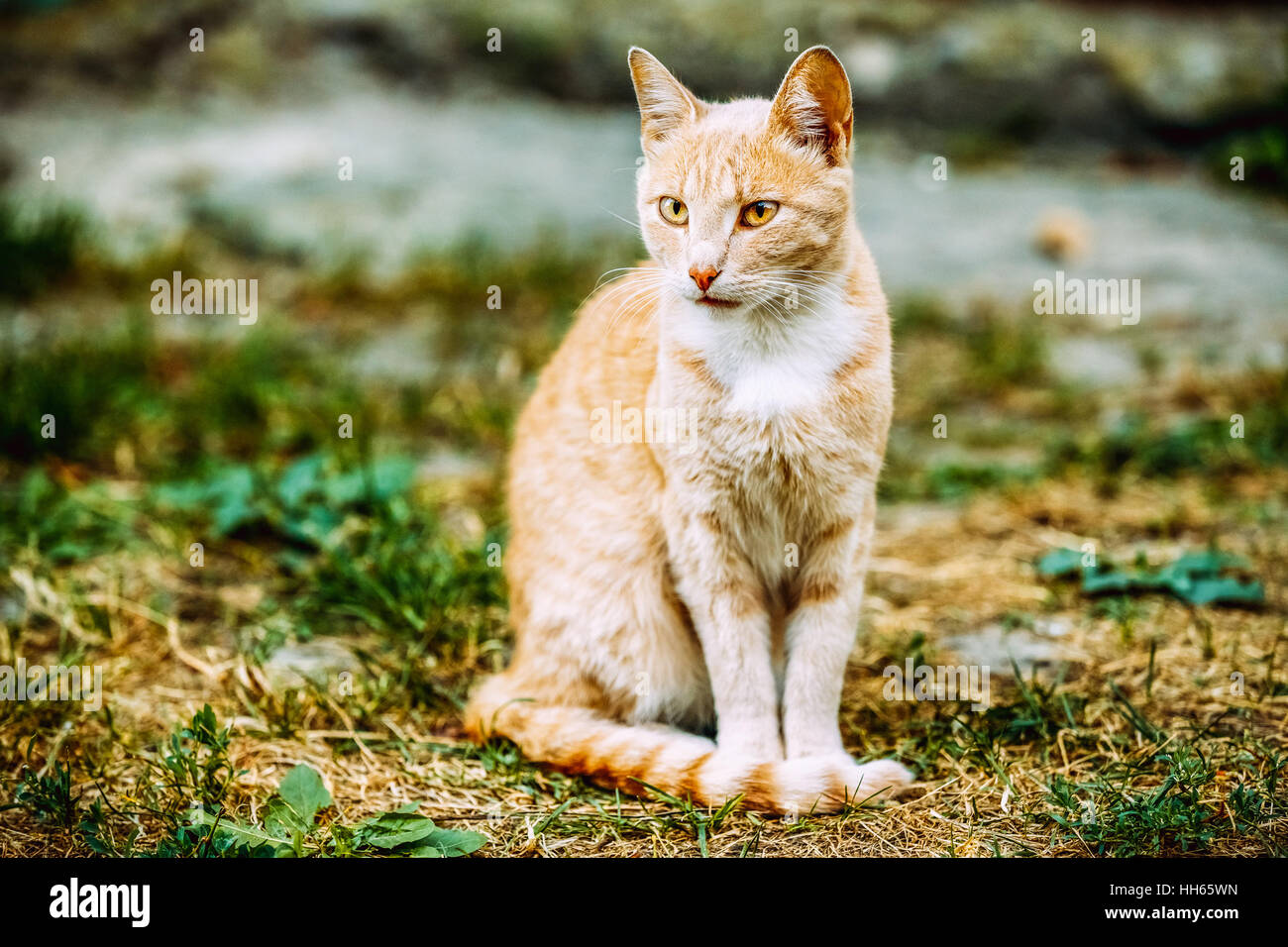 Peachy beige hi-res stock photography and images - Alamy