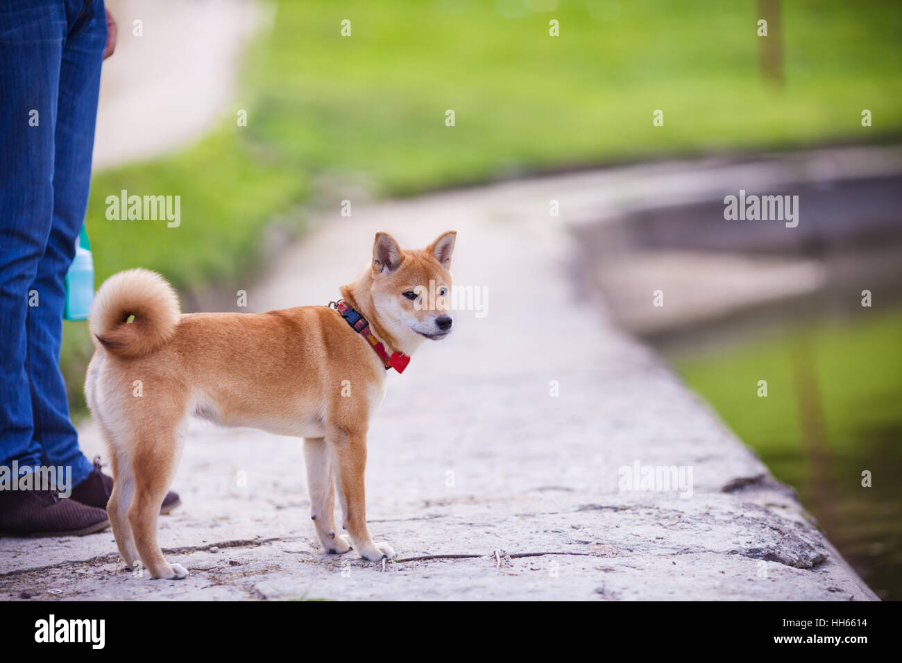 A young shiba inu in green garden Stock Photo - Alamy
