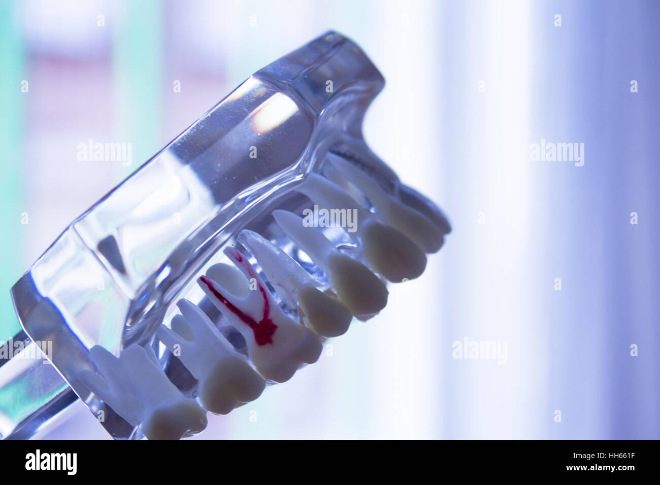 False teeth sample for dentists Stock Photo - Alamy