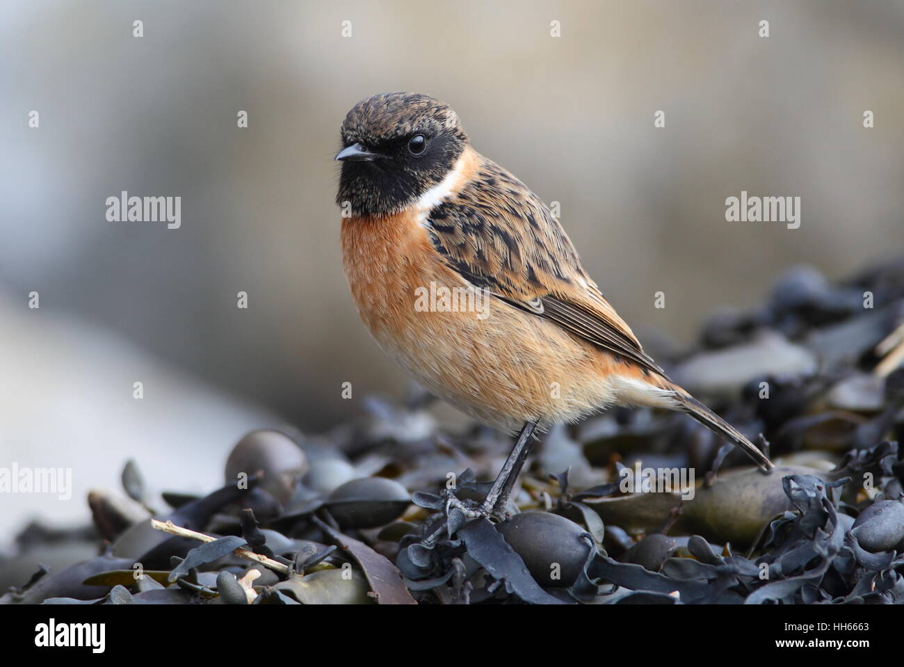 Stonechat beach hi-res stock photography and images - Alamy