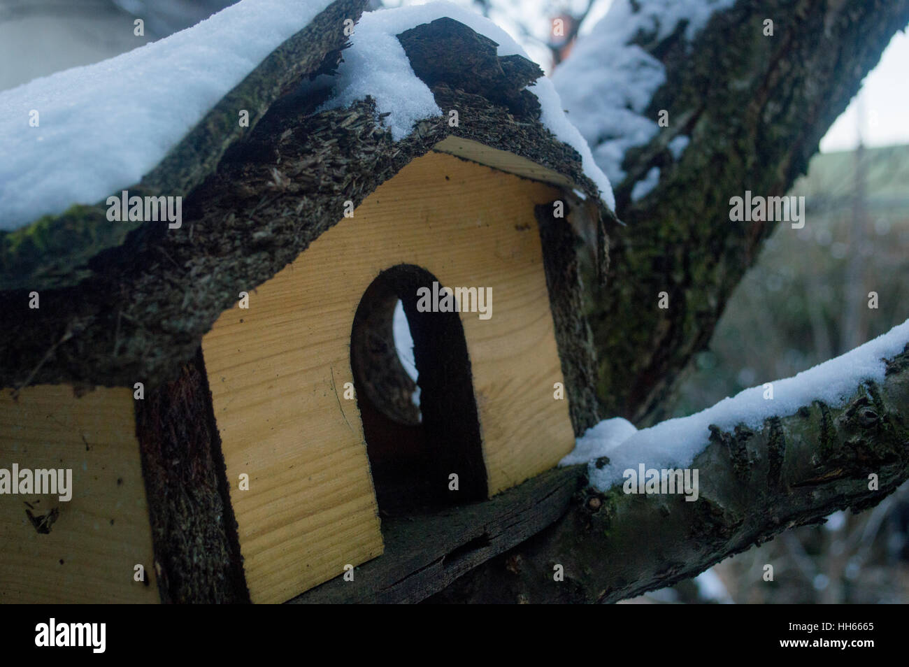 wood bird feader house in snow winter on a tree Stock Photo - Alamy