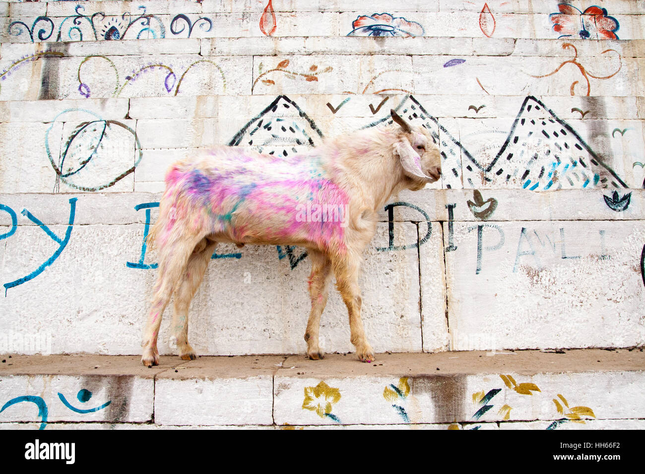 Goat on a Varanassi ghat covered in paint from the Holi hindu festival ...