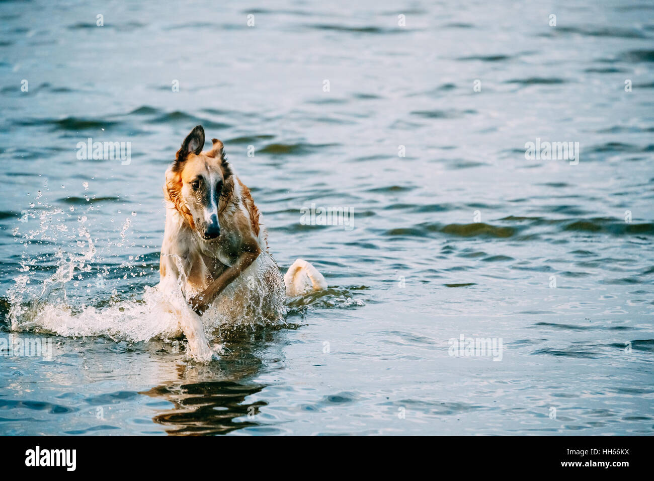 The Bathing Playing In Blue Water Of River Lake Russian Dog, Borzoi ...