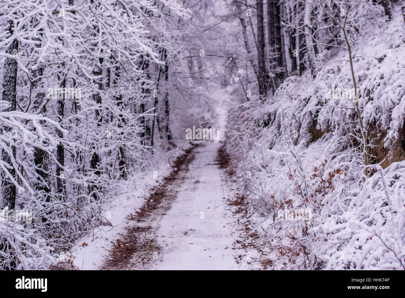 Beautiful road in cold winter morning Stock Photo - Alamy