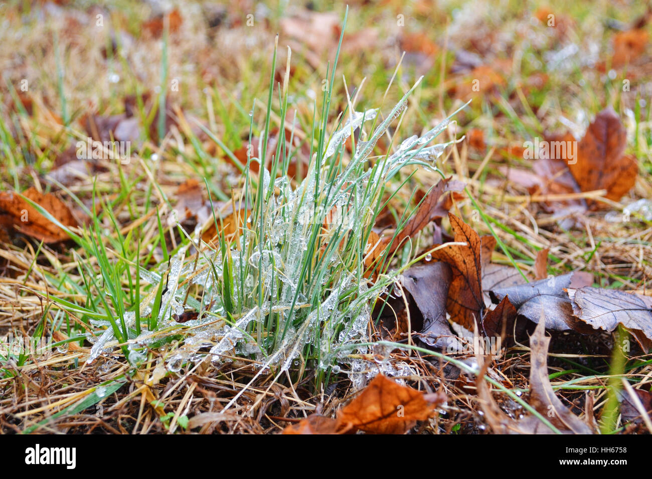 Frozen blades of grass Stock Photo - Alamy