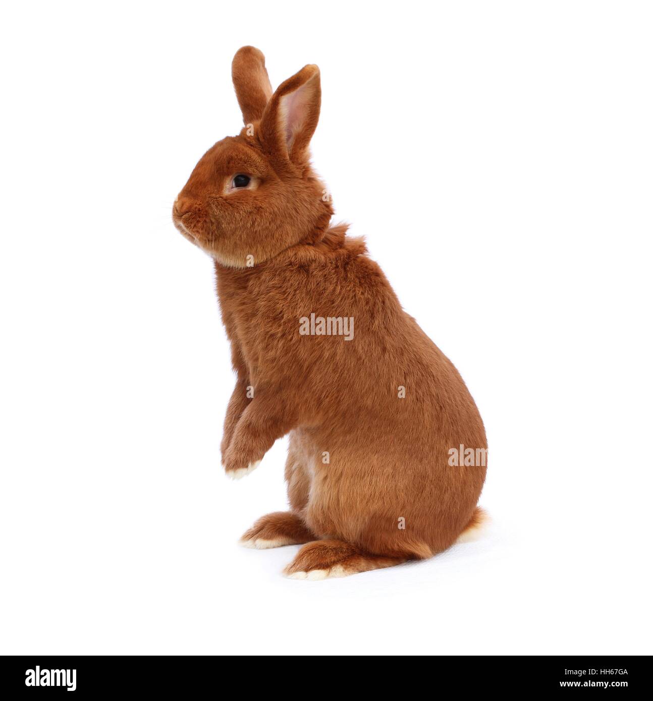 New zealand white rabbit hi-res stock photography and images - Alamy