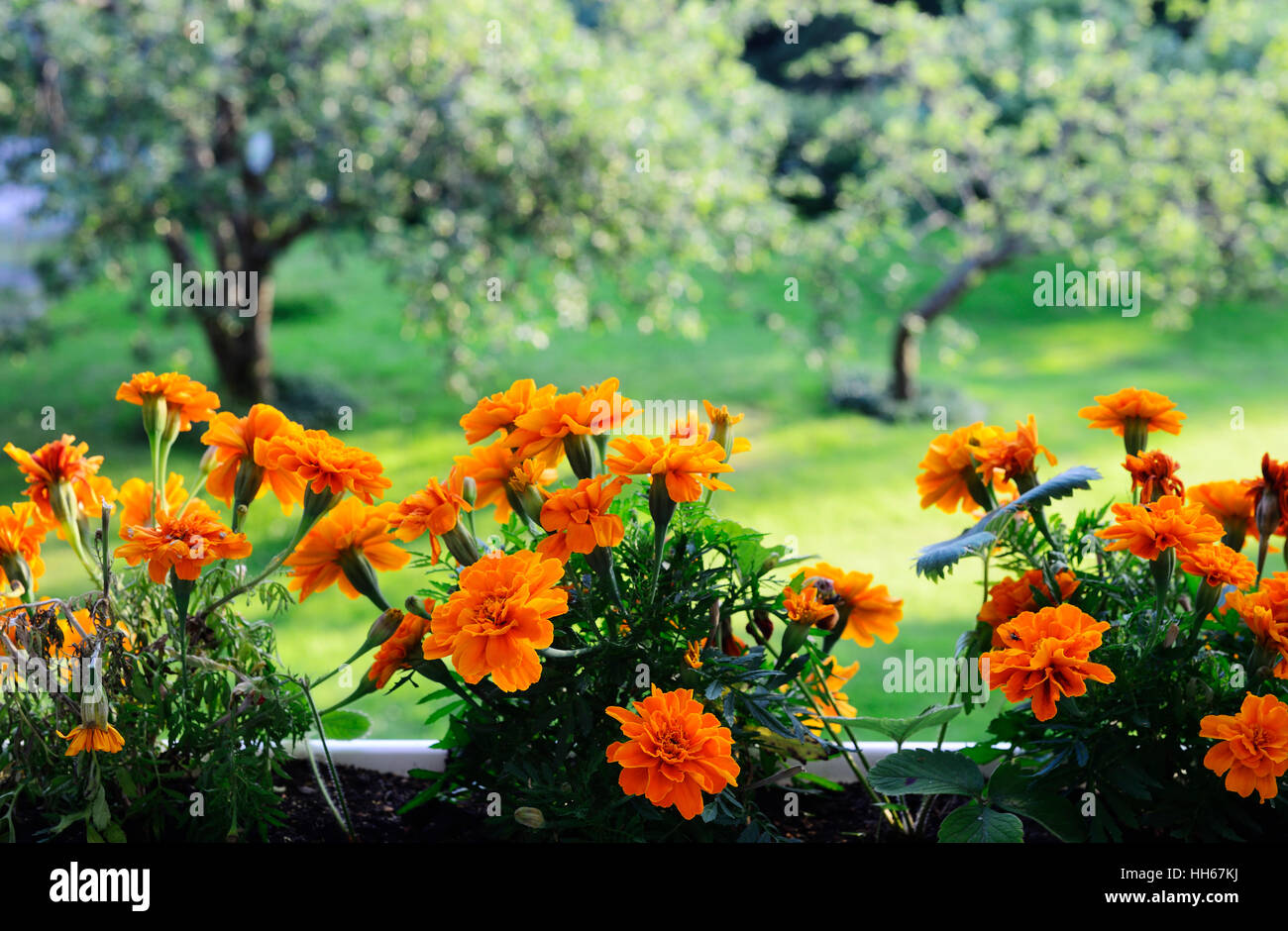 vibrant orange marigold flowers in full bloom, set against a lush green ...