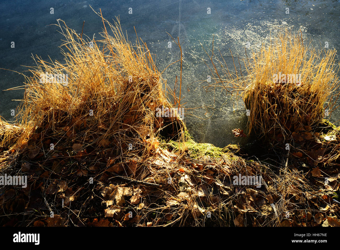 Withered grass hi-res stock photography and images - Alamy