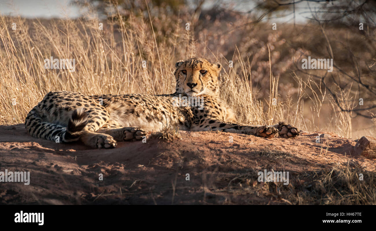 Cheetah relaxing in the sun in the long grass of South Africa Stock ...