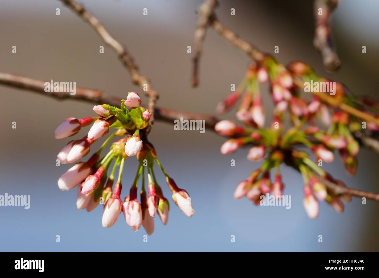 Cherry tree buds in early spring sunny day Stock Photo - Alamy