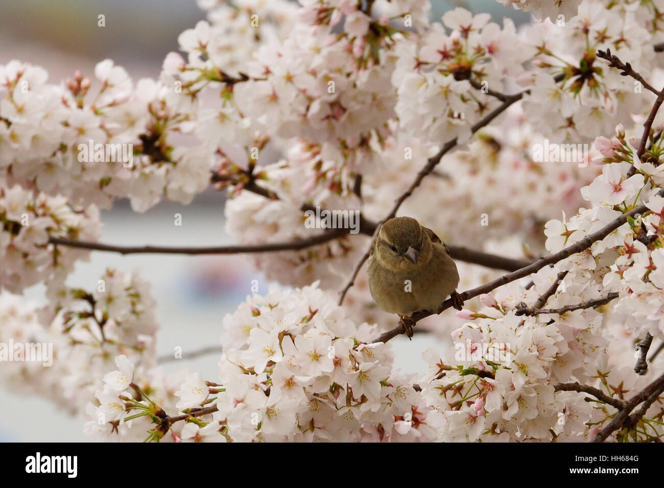 Sparrow sitting on branch spring hi-res stock photography and images ...