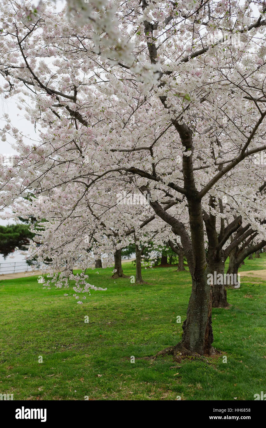 Multiple blossom hi-res stock photography and images - Alamy