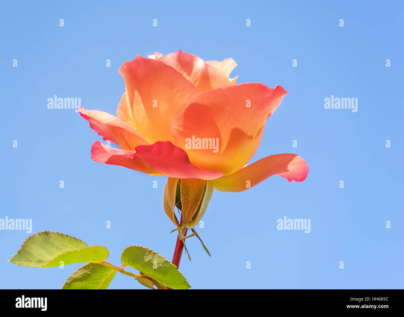 Spring time rose flower against clear blue sky background Stock Photo ...