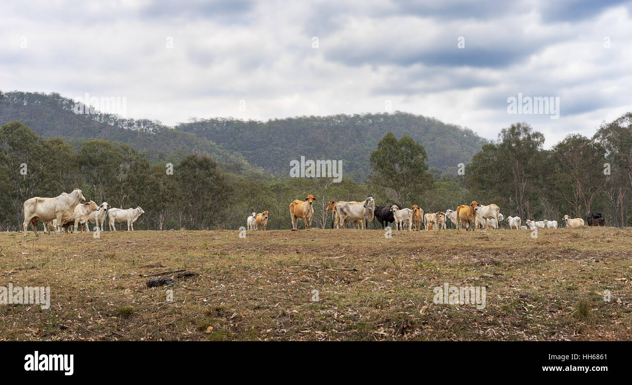Herd of Australian beef cattle on a farm in rural Queensland Stock ...