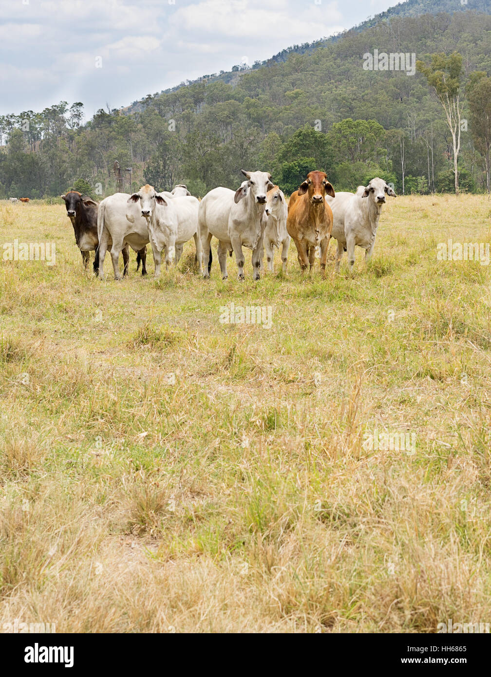 Seven 7 cows in a paddock of green grass in an Australian rural scene ...