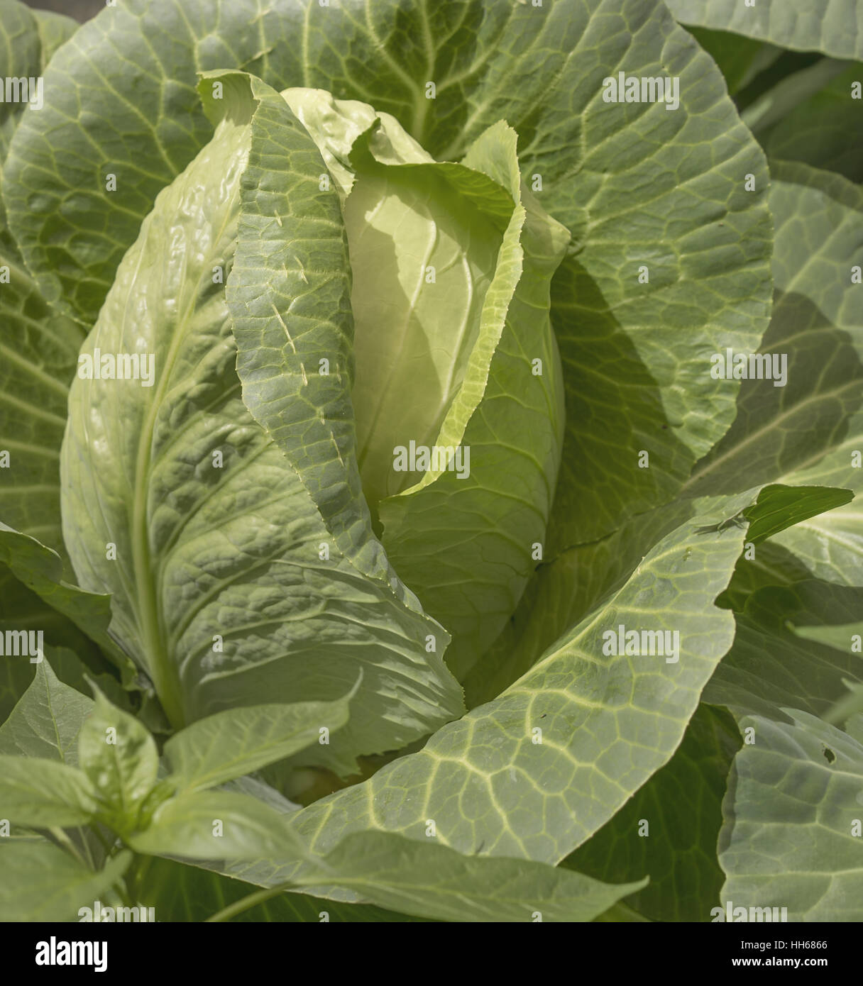 Green cabbage plant hi-res stock photography and images - Alamy