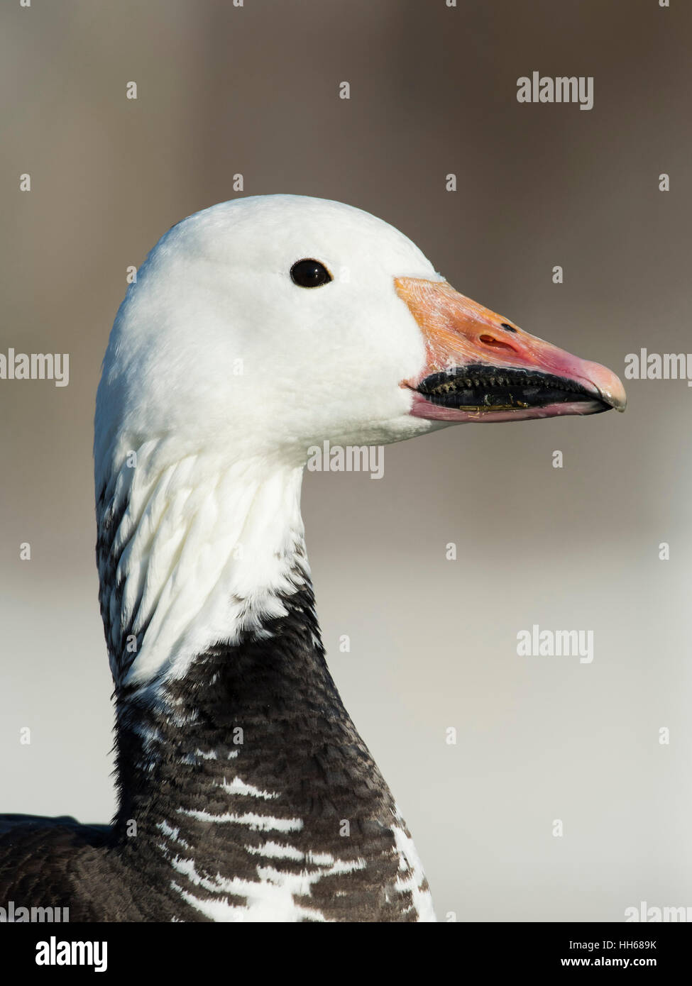 Blue goose hi-res stock photography and images - Alamy