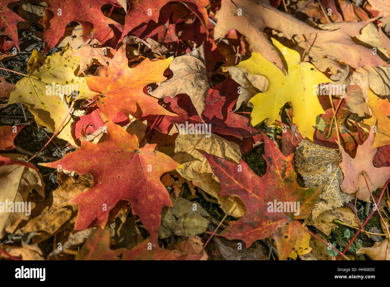 Bright fall leaves of various warm colors Stock Photo - Alamy