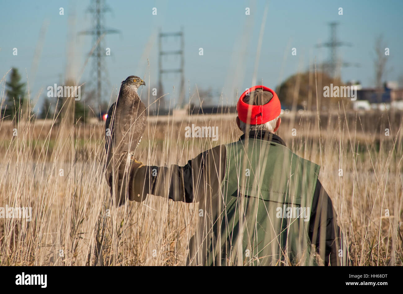 Finnish goshawk hunt bird prey hi-res stock photography and images - Alamy