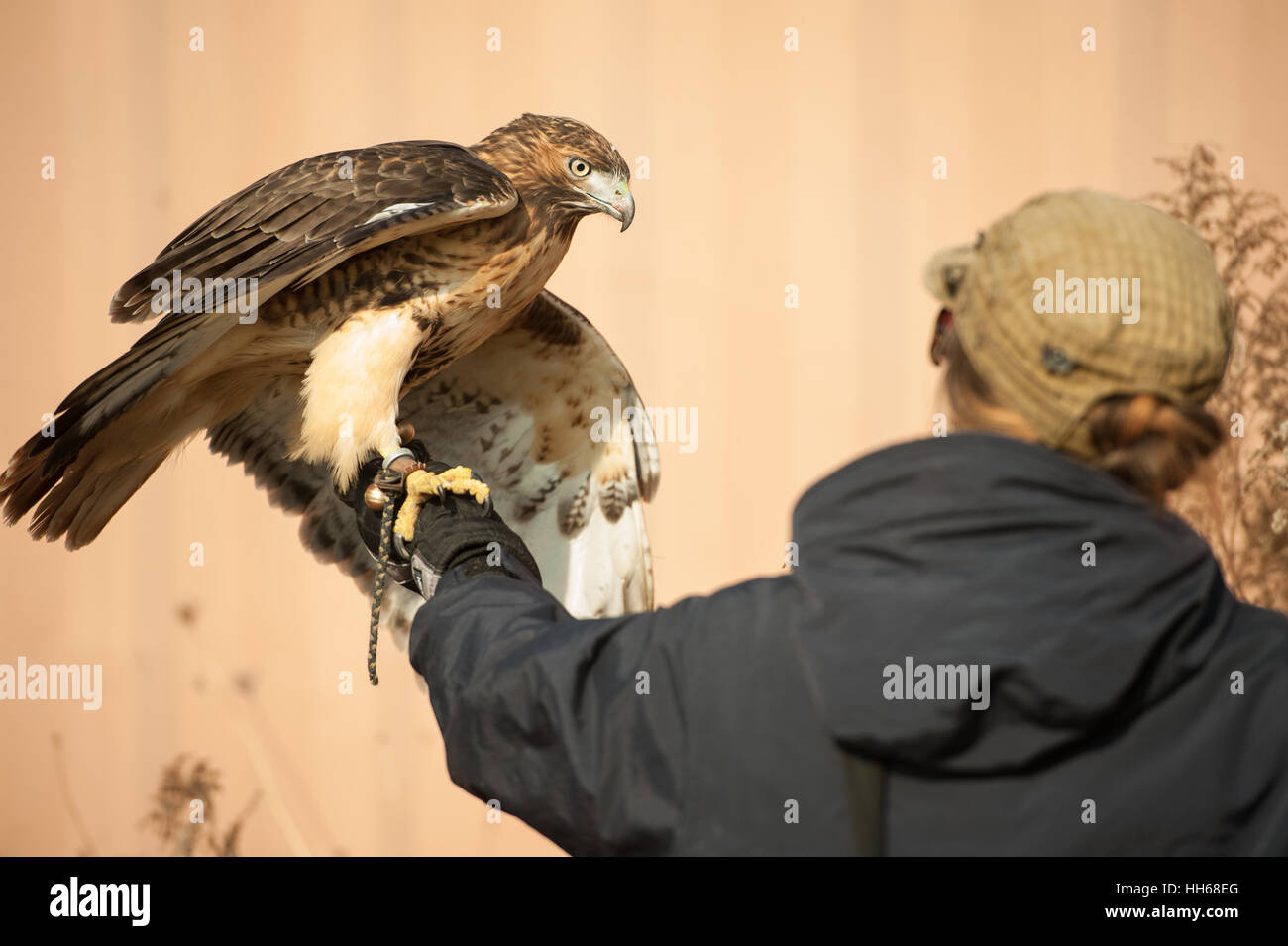 Portrait in profile of a Red Tailed Hawk looking into the distance ...