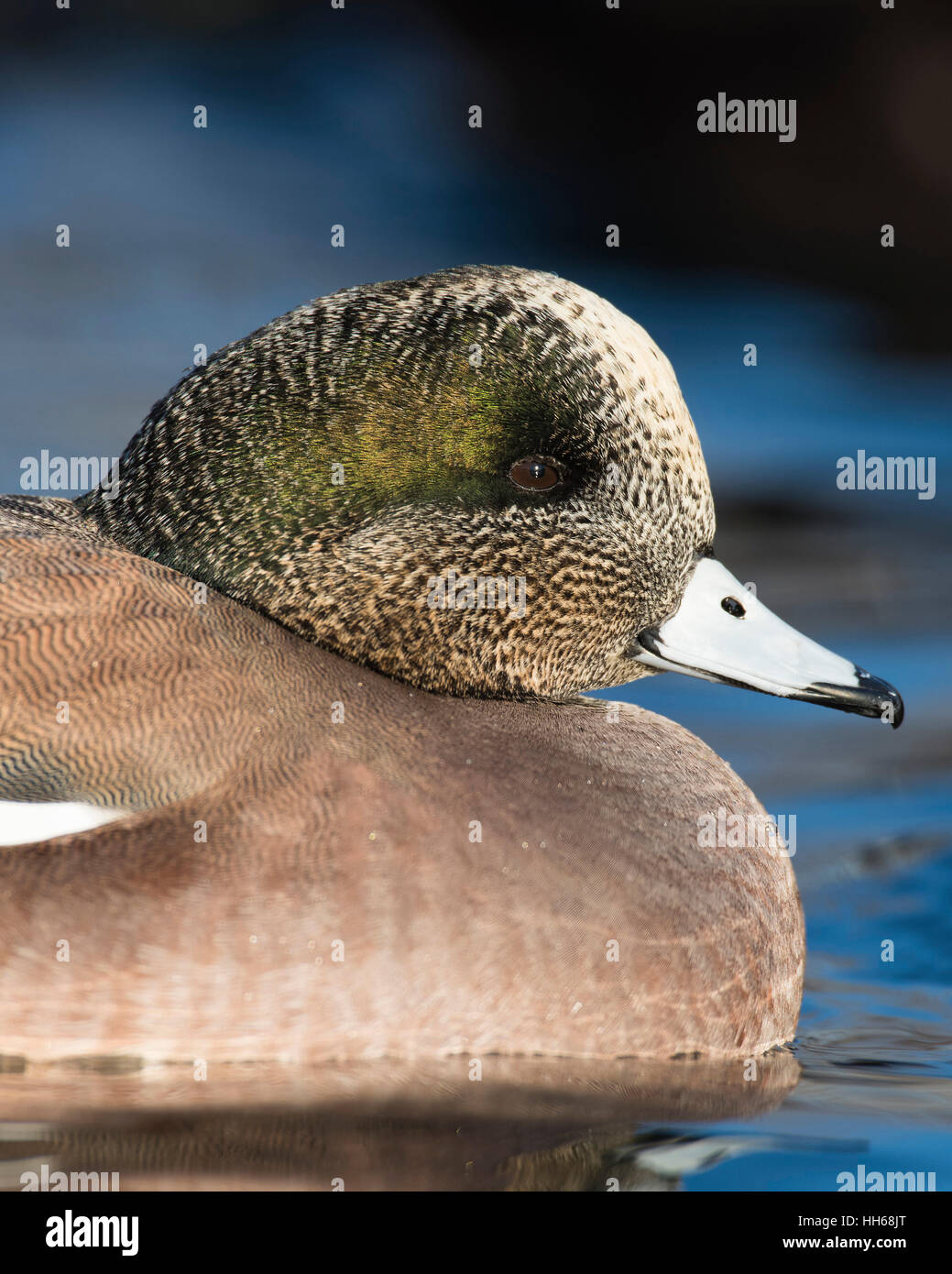 Male widgeon hi-res stock photography and images - Alamy