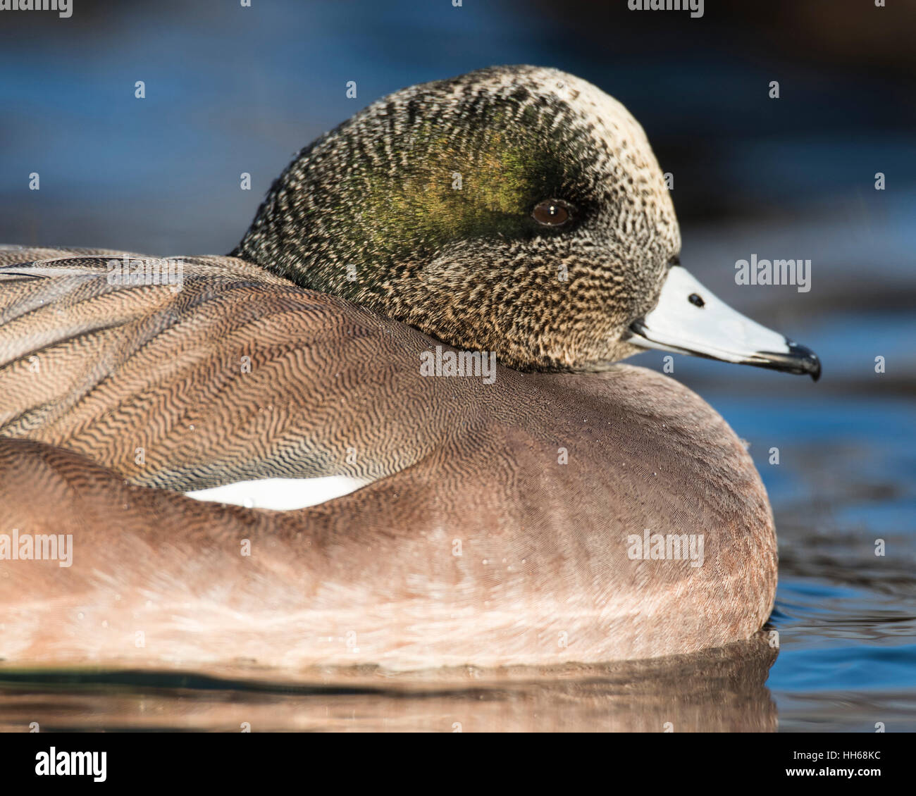 A Drake American widgeon Stock Photo - Alamy