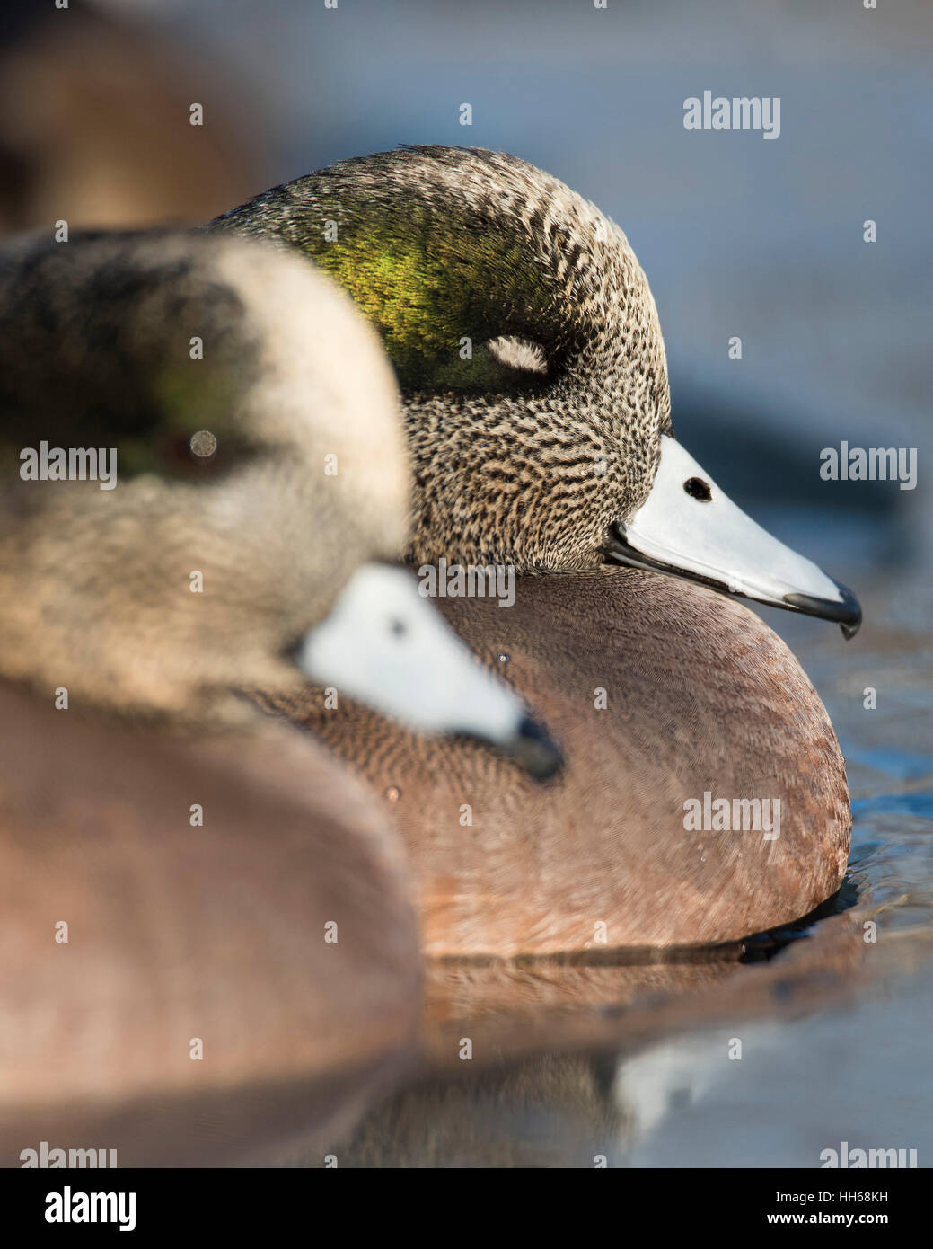 A Drake American widgeon Stock Photo - Alamy