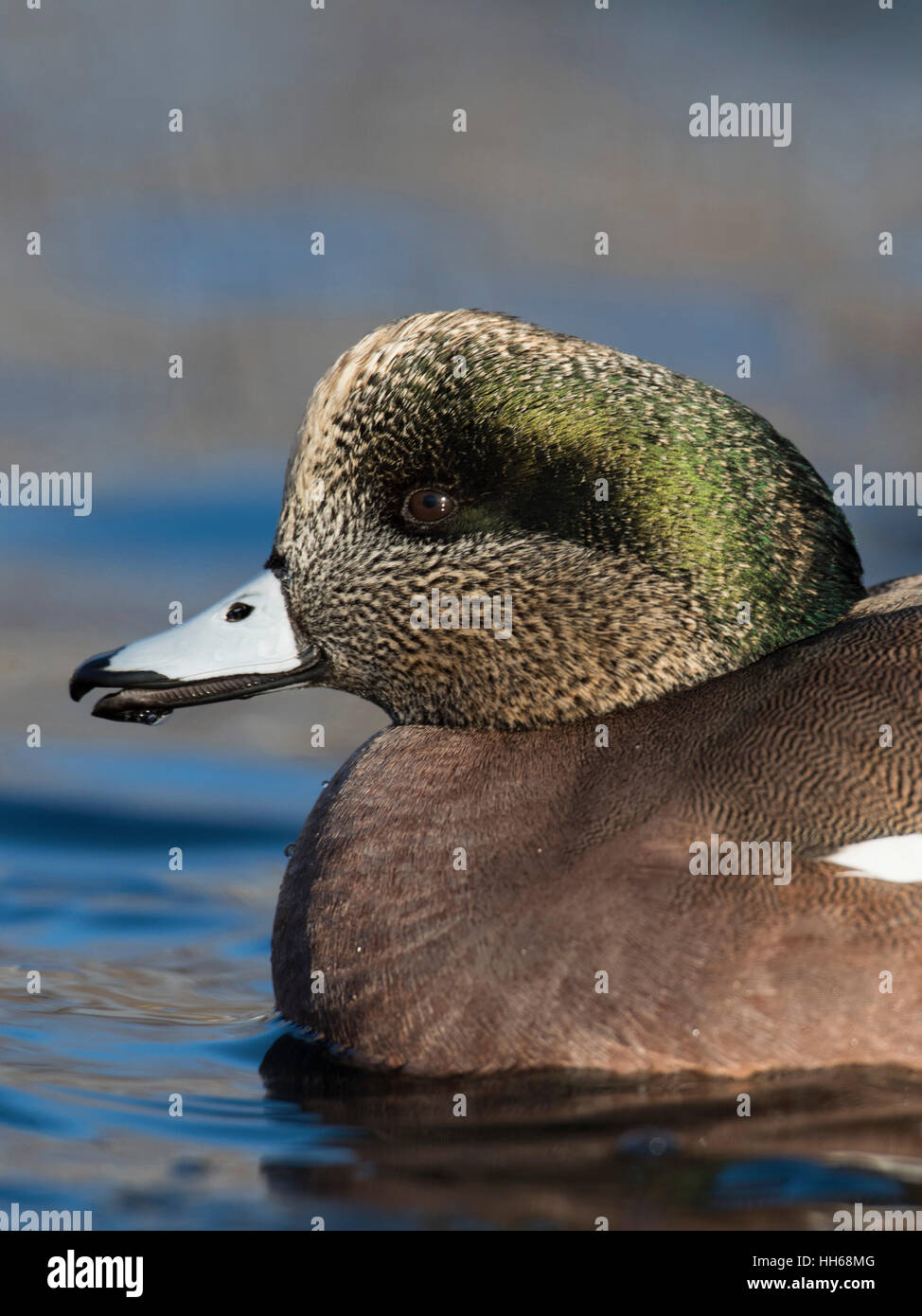 A Drake American widgeon Stock Photo - Alamy