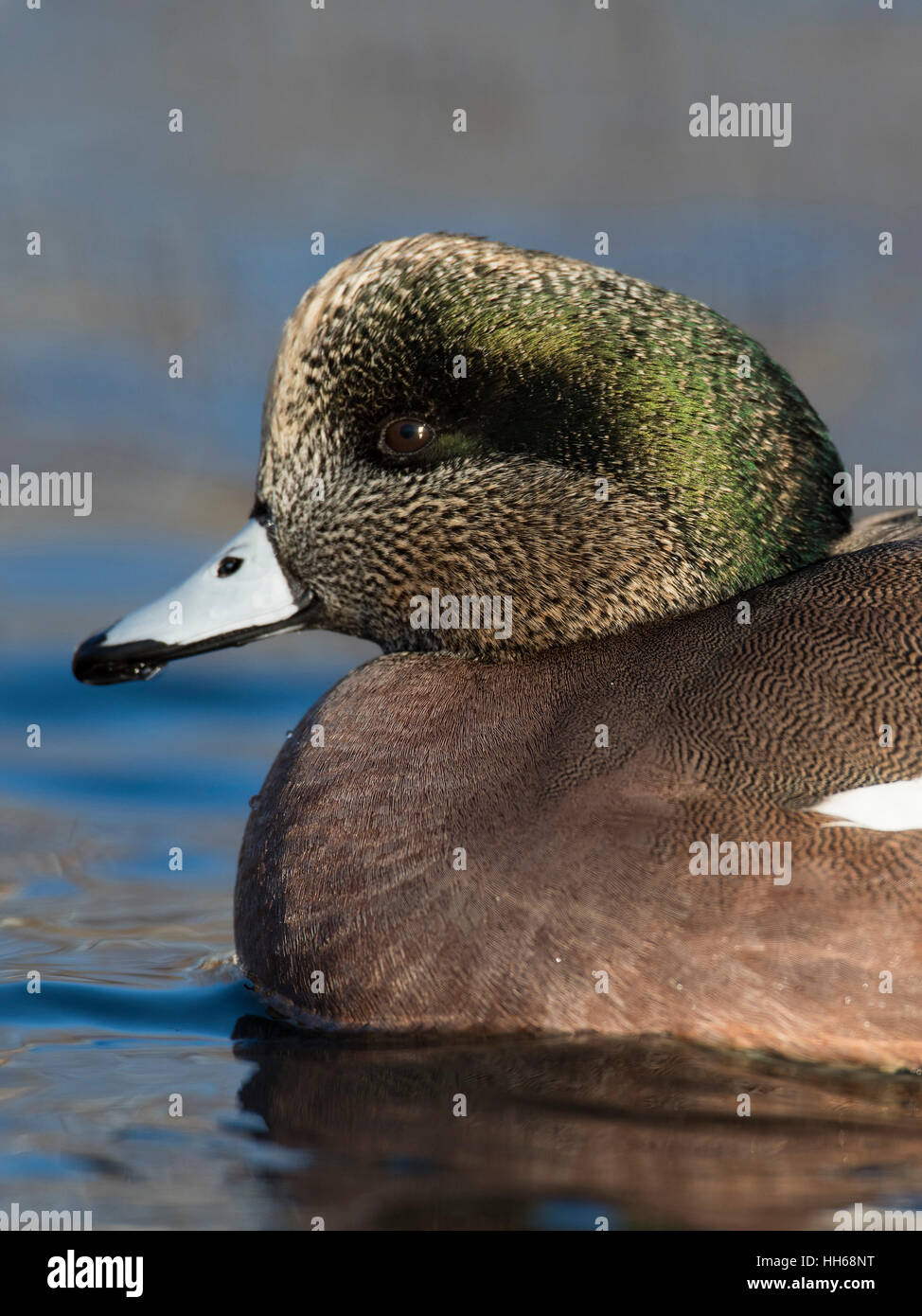 A Drake American widgeon Stock Photo - Alamy