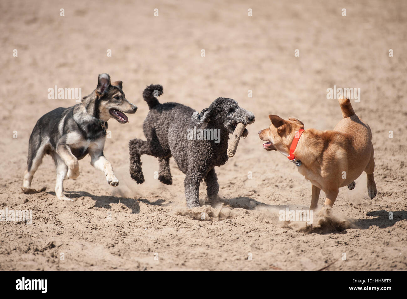 Dogs Playing In The Park