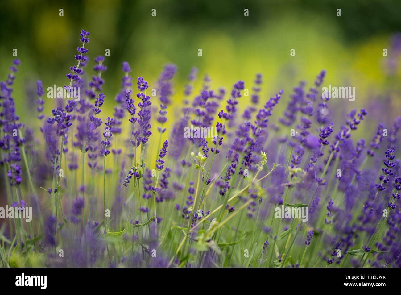 Lavender bushes closeup during the day. Lavender field closeup ...
