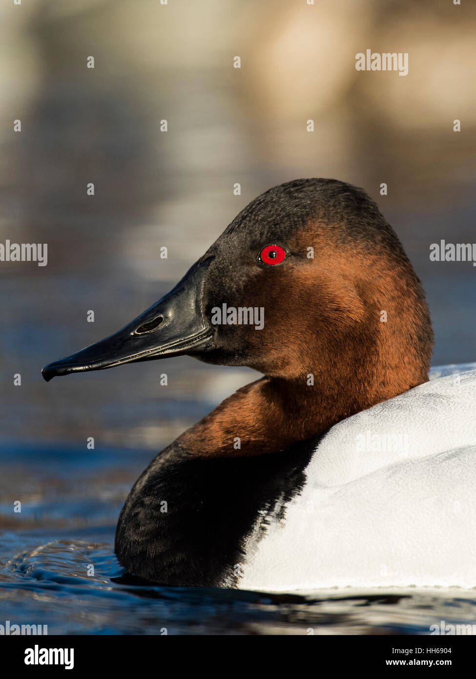 A Drake Canvasback on a cold winter day Stock Photo - Alamy