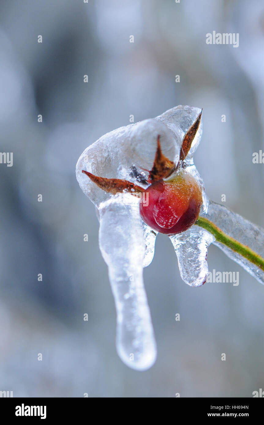 Beauty of toronto ice storm hi-res stock photography and images - Alamy