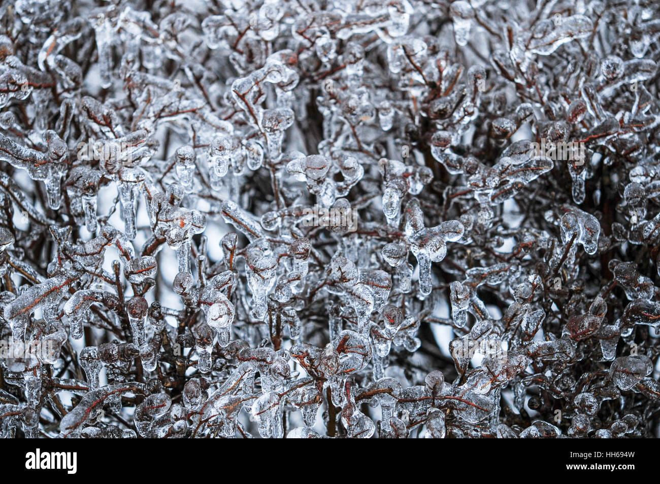 Ice incased tree branch hi-res stock photography and images - Alamy