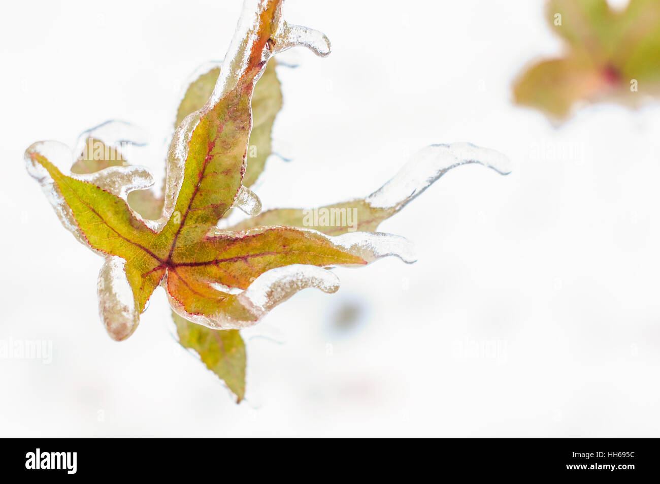 Beauty of toronto ice storm hi-res stock photography and images - Alamy