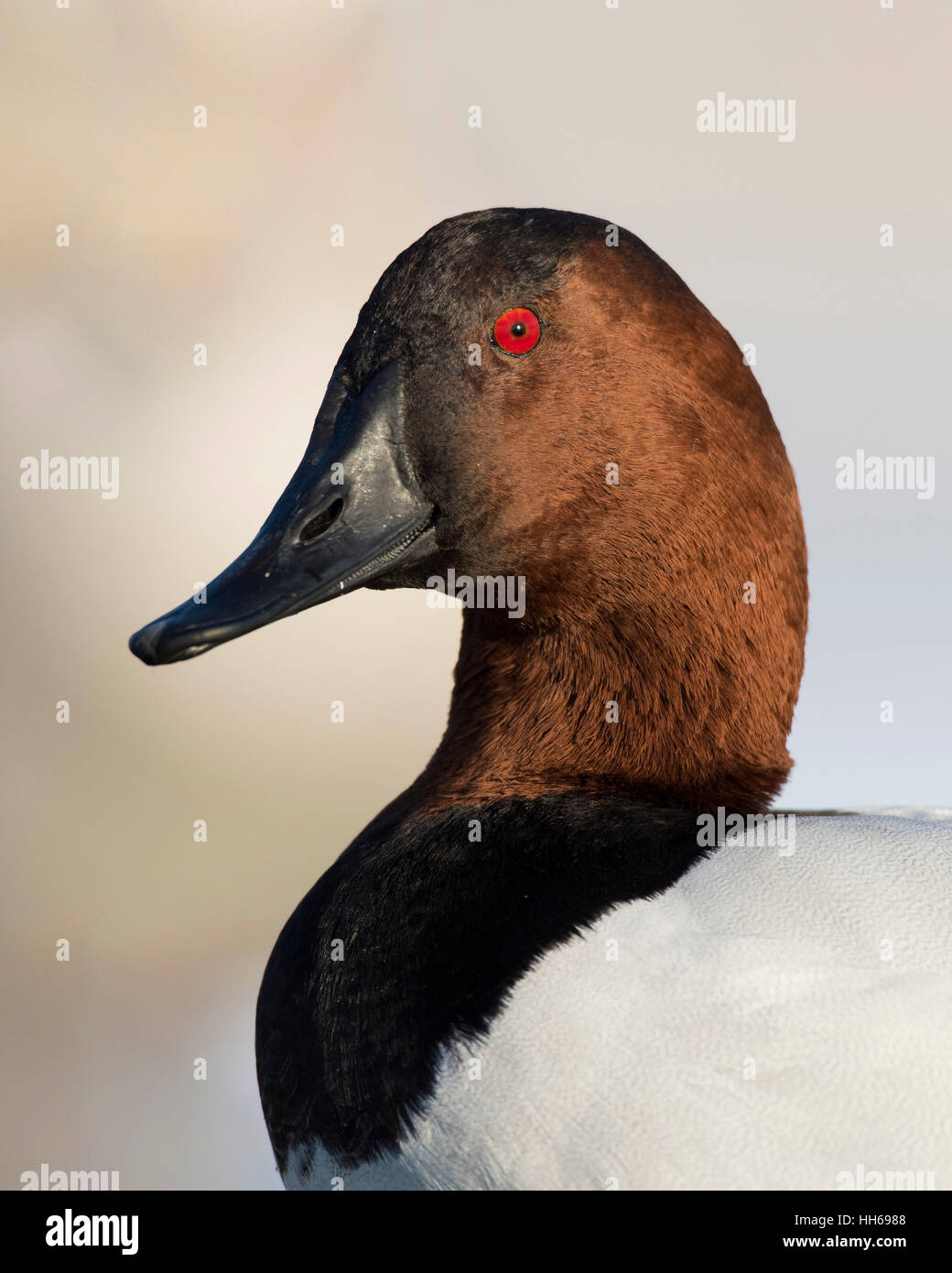 A Drake Canvasback on a cold winter day Stock Photo - Alamy