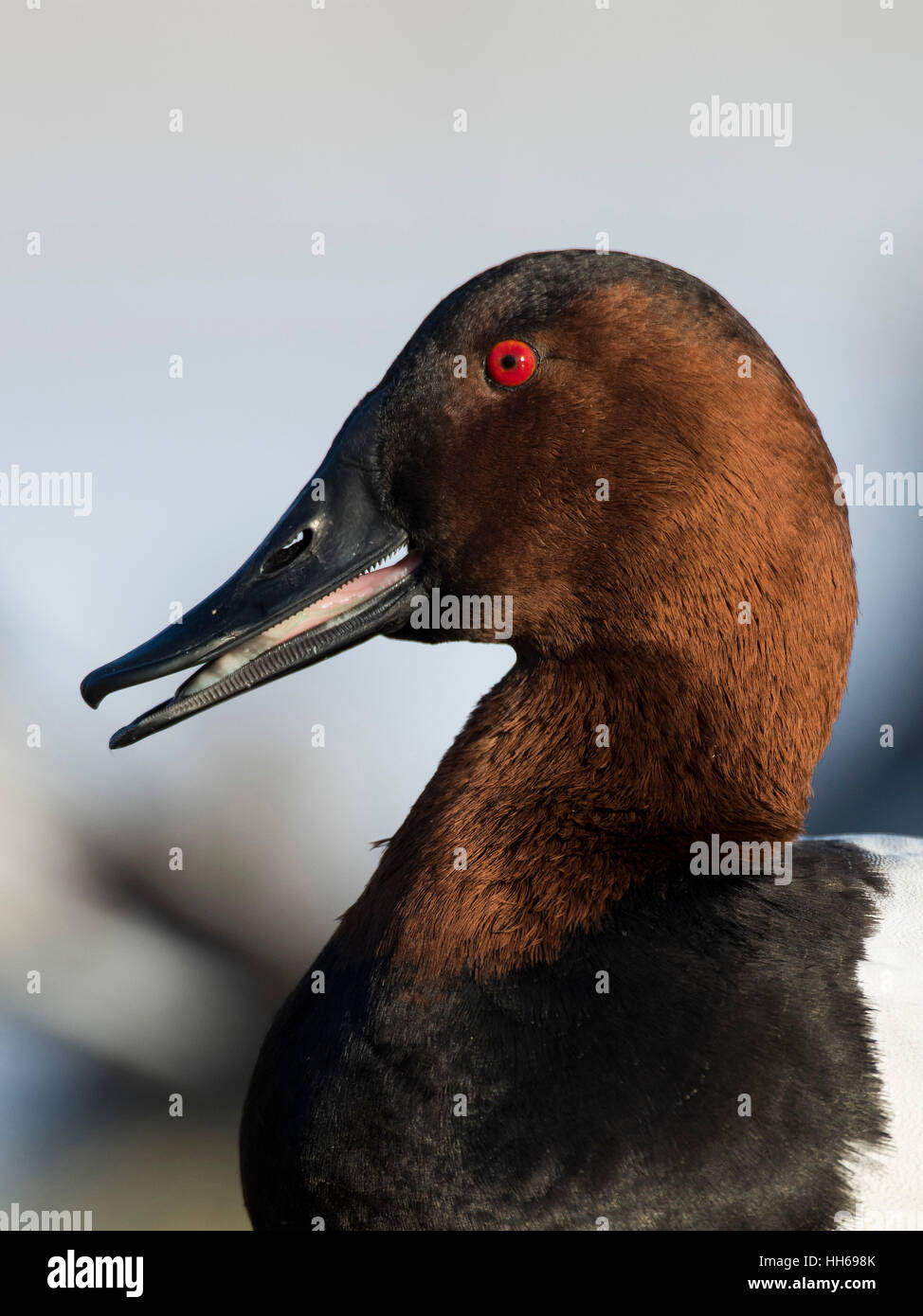A Drake Canvasback on a cold winter day Stock Photo - Alamy