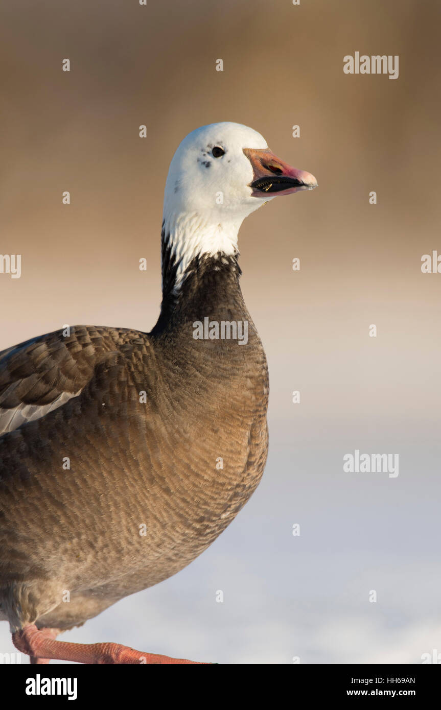 A close up of Blue Goose in the winter Stock Photo - Alamy