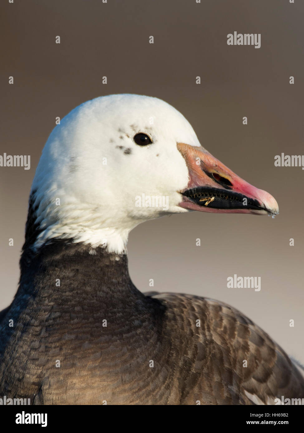 Blue goose hi-res stock photography and images - Alamy