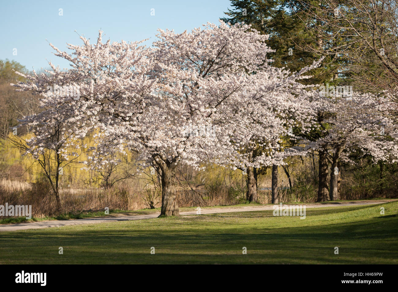 Japanese cherry blossom trees in the morning light. Spring sunrise in ...