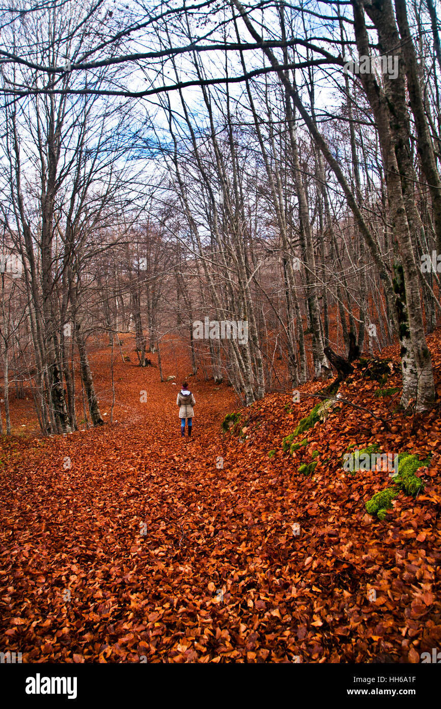 europe, greece, macedonia, kaimaktsalan, black forest Stock Photo - Alamy